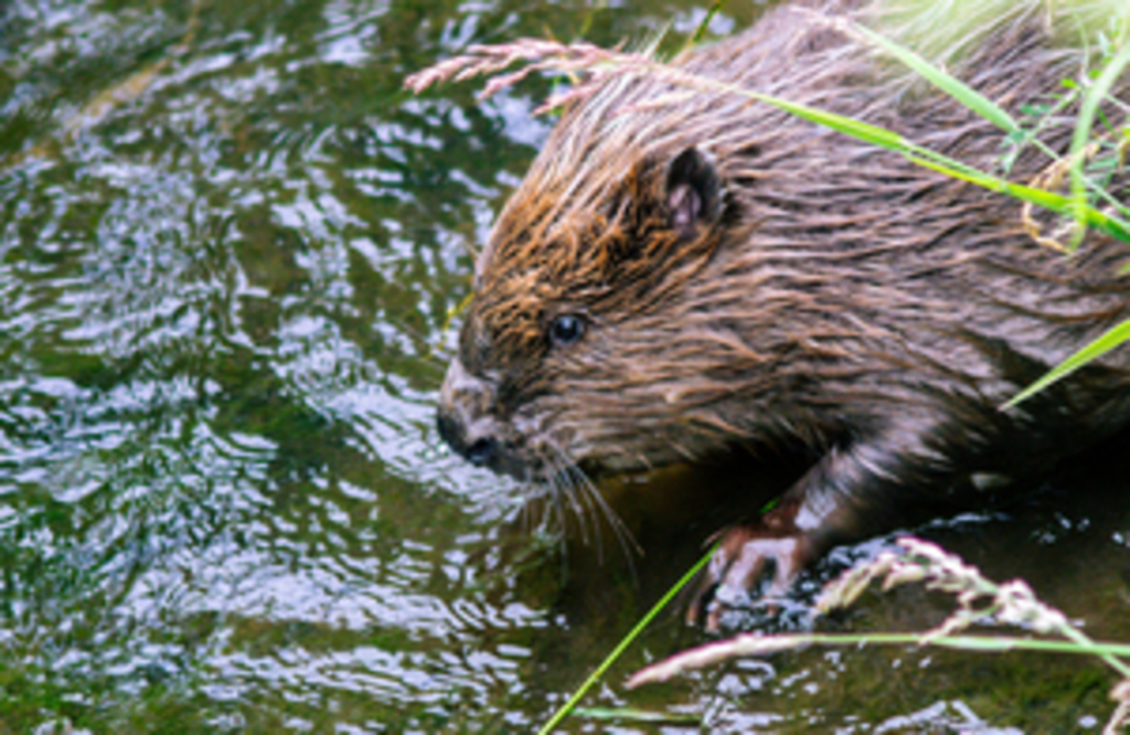 Beavers are back in the South West